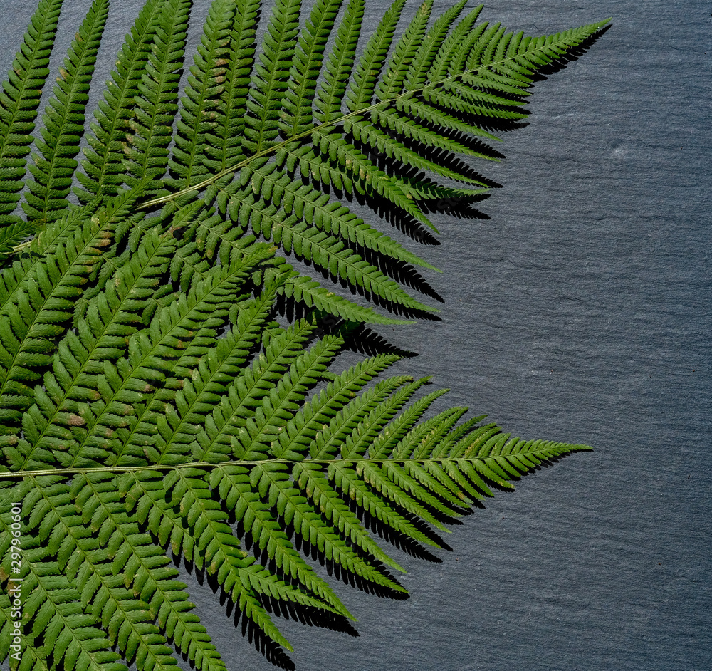 Flat Leaf Fern