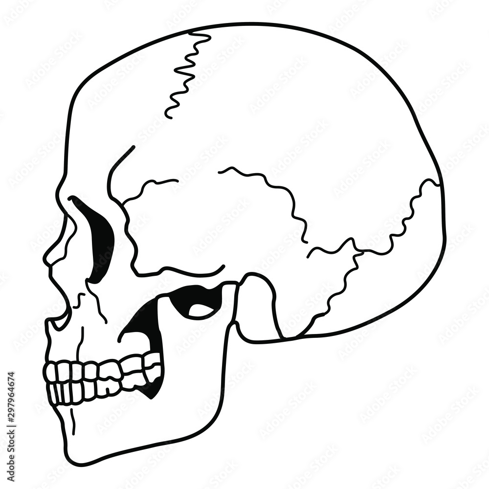 Skull Profile Vector