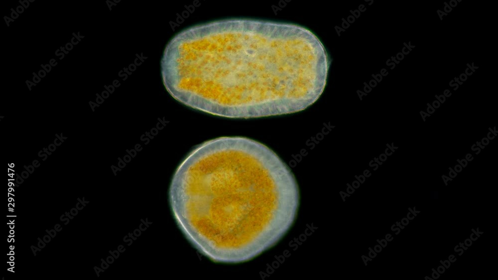 A larva, an embryo under a microscope, planus Coelenterata, Radiata ...