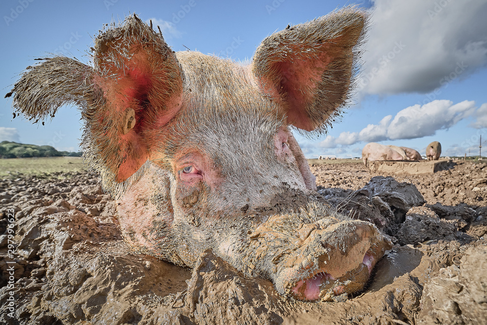 pig in mud Stock Photo | Adobe Stock