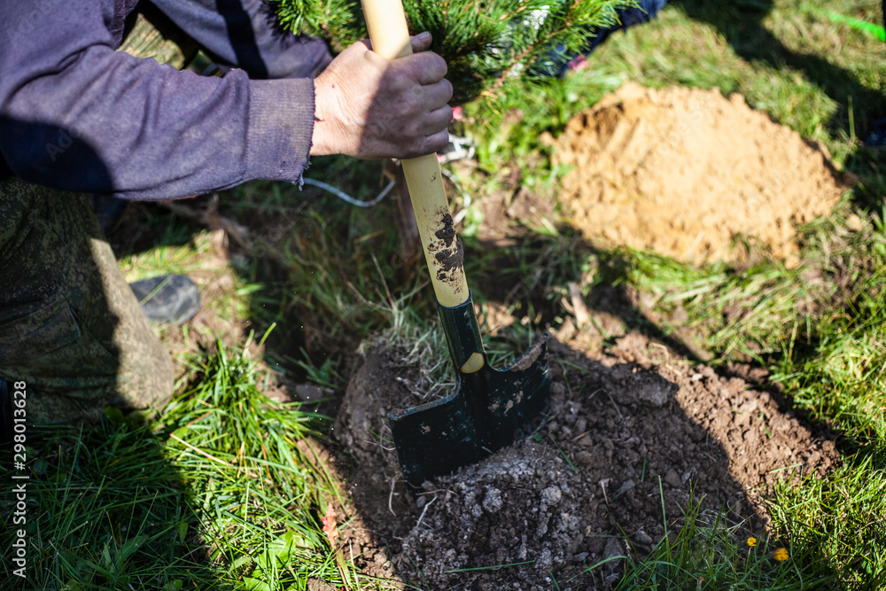 Planting trees by people. The work of the gardener. The seedling is ...