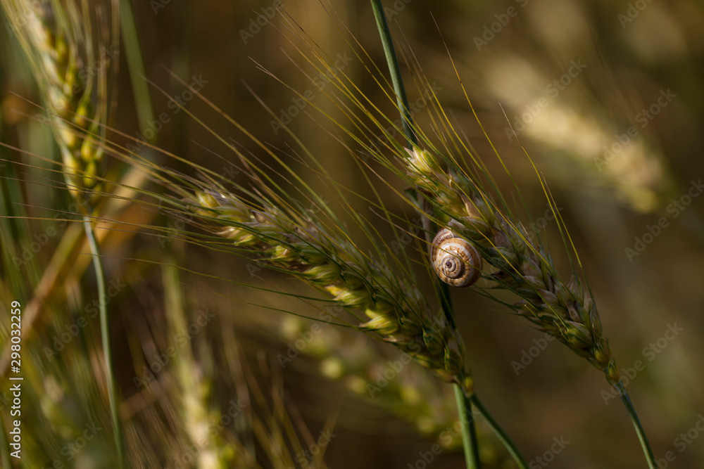 Campo de trigo (Triticum durum) con un caracol Stock Photo | Adobe Stock