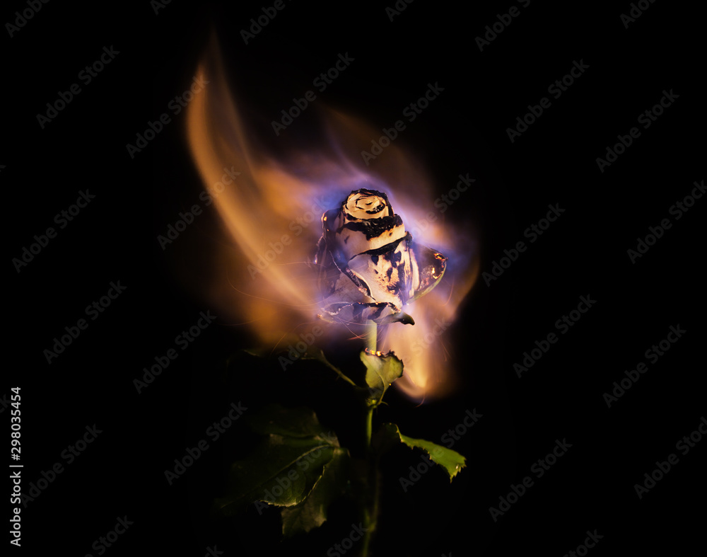 Burning Flower, Flower on fire. white burned rose in flame over black ...