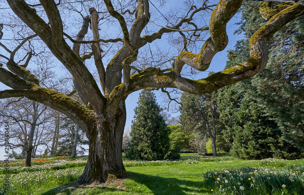 Large and old branched tree styphnolobium japonicum in spring and ...