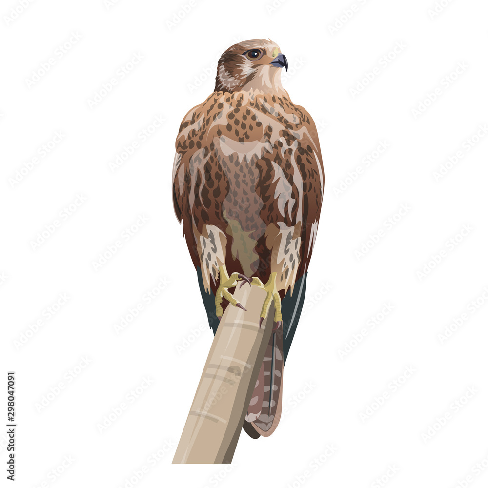 Falcon image, vector illustration in realistic style Stock Vector ...