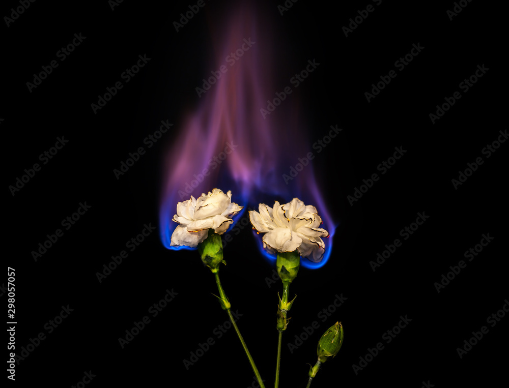 Fire Flowers Love