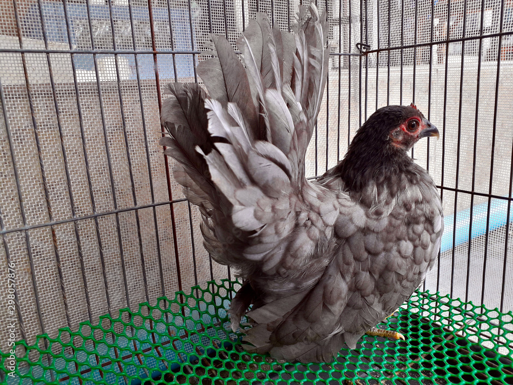 Beautiful Bantam Chickens