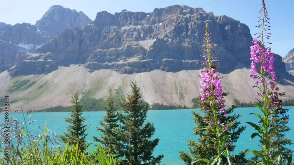 summer purple-pink flowers with clear blue lake view with beautiful ...