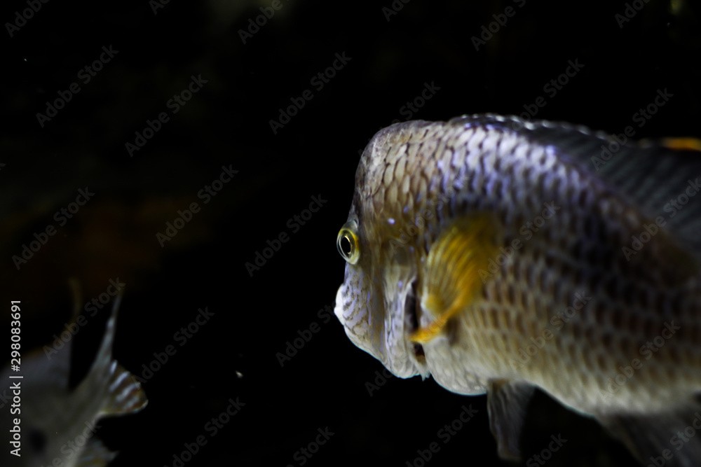 Close up side view gray fish swims straight. Black background with blur ...