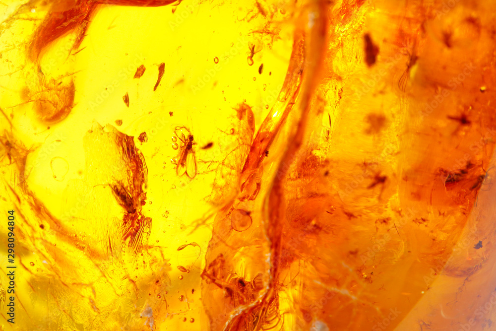Amber transparent background with many ancient insects inside ...