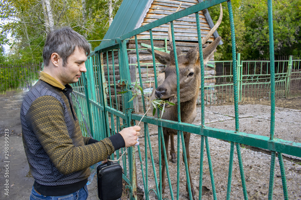 A young man feeds deer grass at the zoo from his hands. A man gives ...