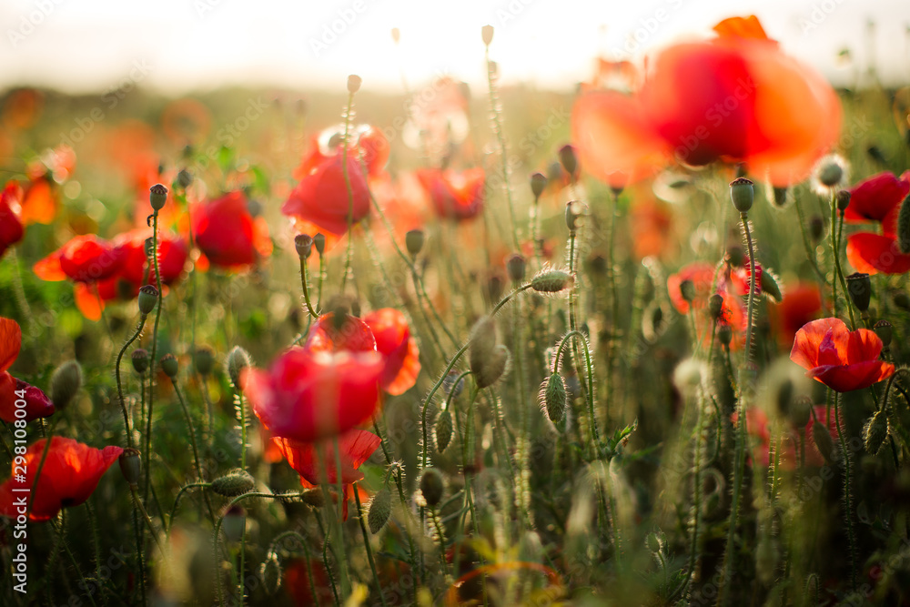 Poppy field close-up, blooming wild flowers in the setting sun. Red ...