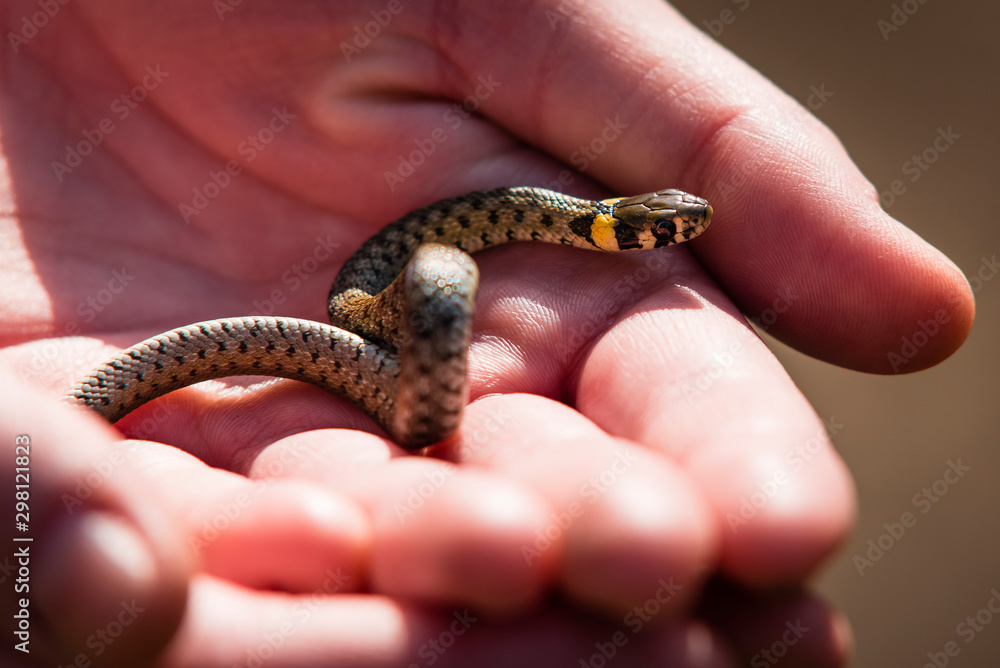 Natrix natrix, grass snake on a hand, small Natrix Natrix on Hand Stock ...
