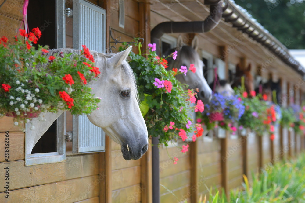 White horses in a row looking outside the open type stable decorated ...