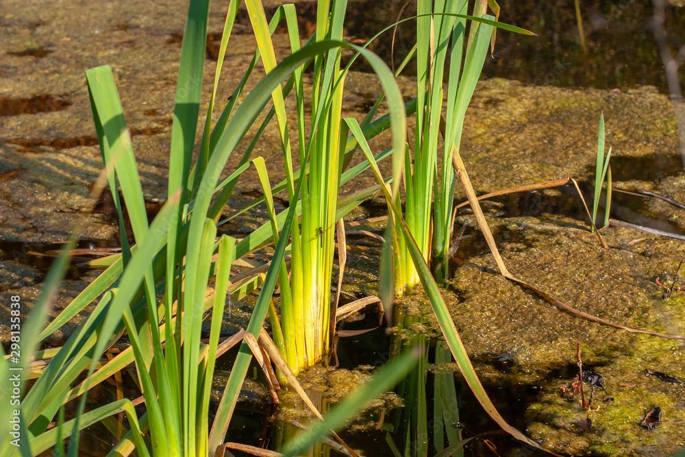 Swamp grass grows in water with leaves, mud and duckweed. A dragonfly ...