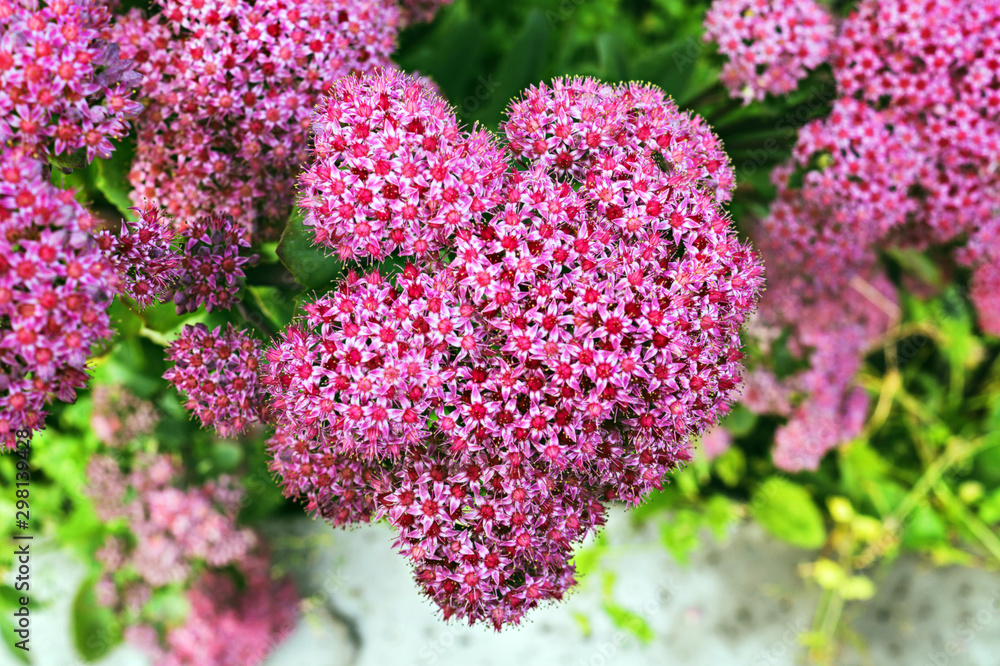 Flower Bush Texture