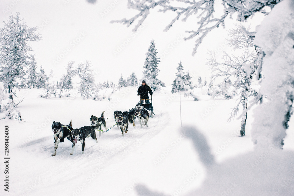 Female Adventurer Dog Sledding Through Beautiful Winter Landscape Stock ...