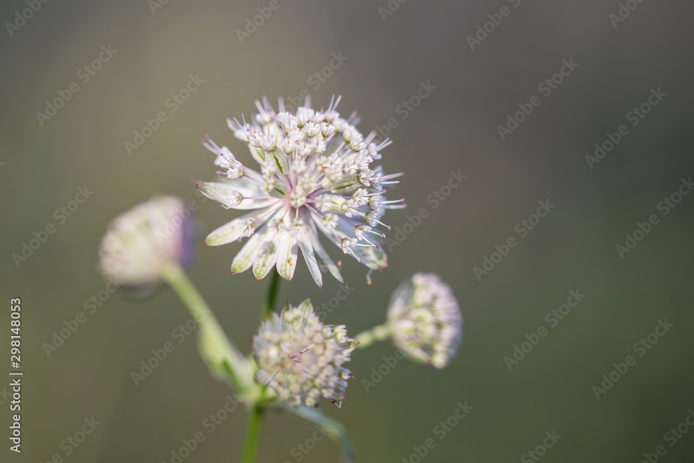 Flowering great masterwort (astrantia major). Astrantia major, a common ...