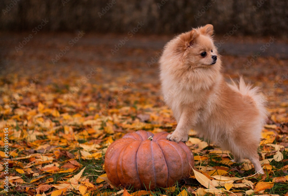 Pomeranian German Spitz dog with pumpkins on the nature in the park ...