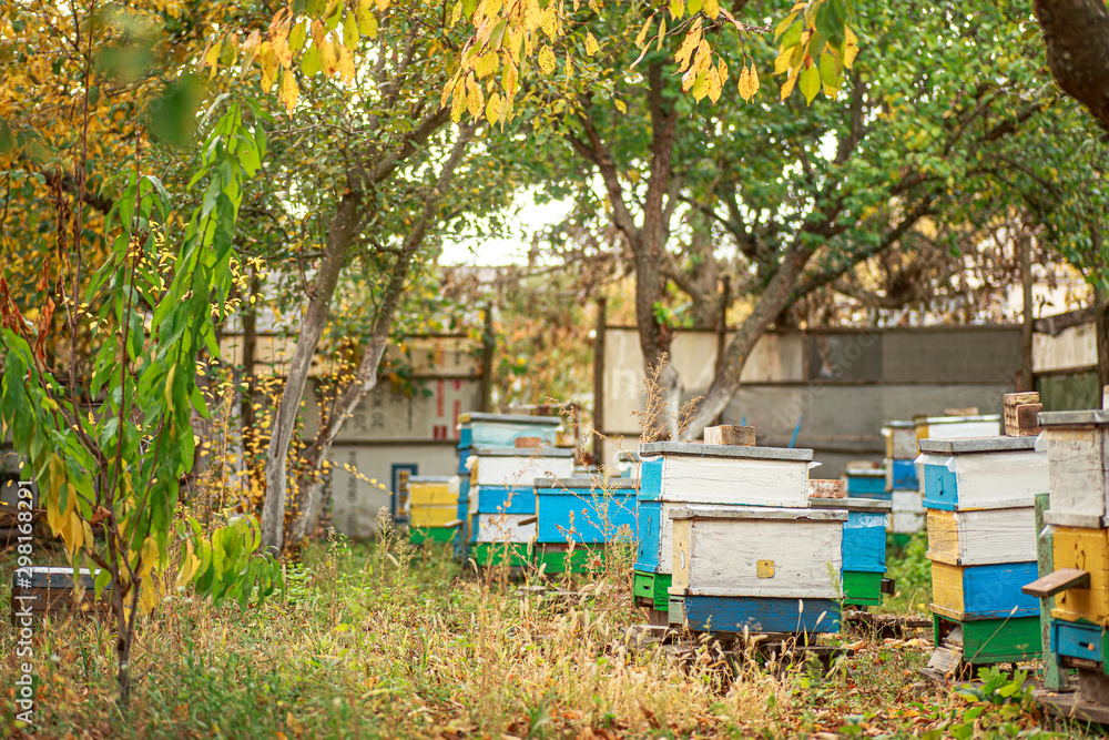 Apiary with wooden old beehives in fall. Preparing bees for wintering ...