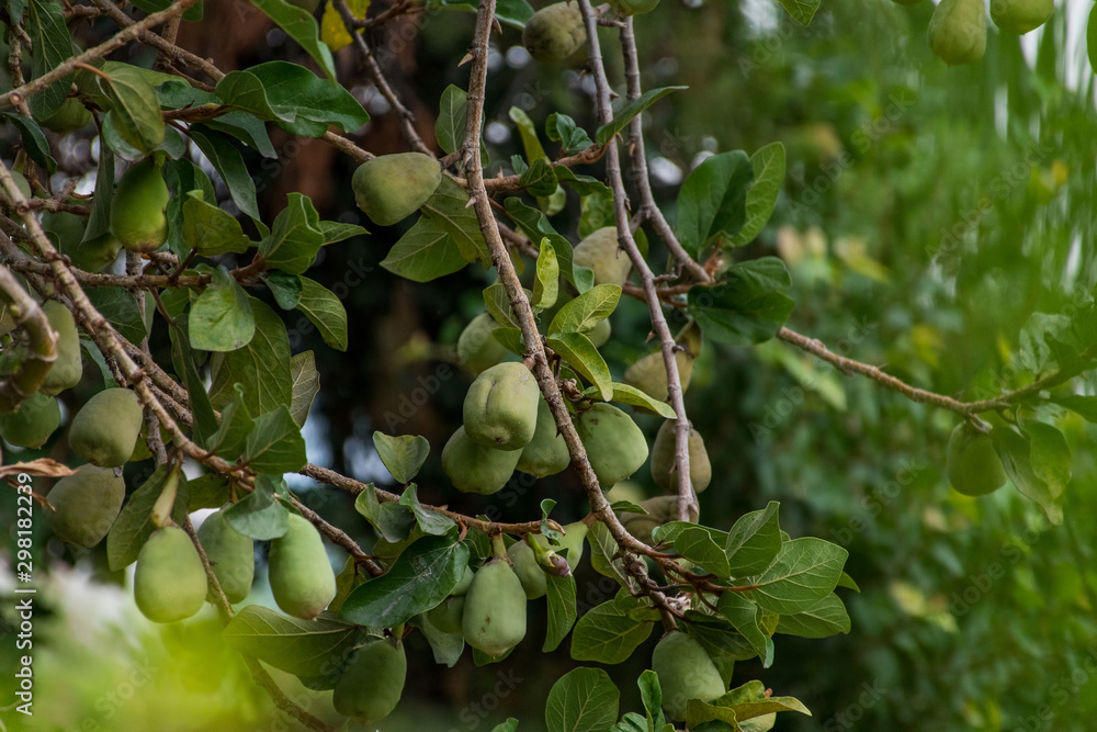 Ficus Pumila Fruit