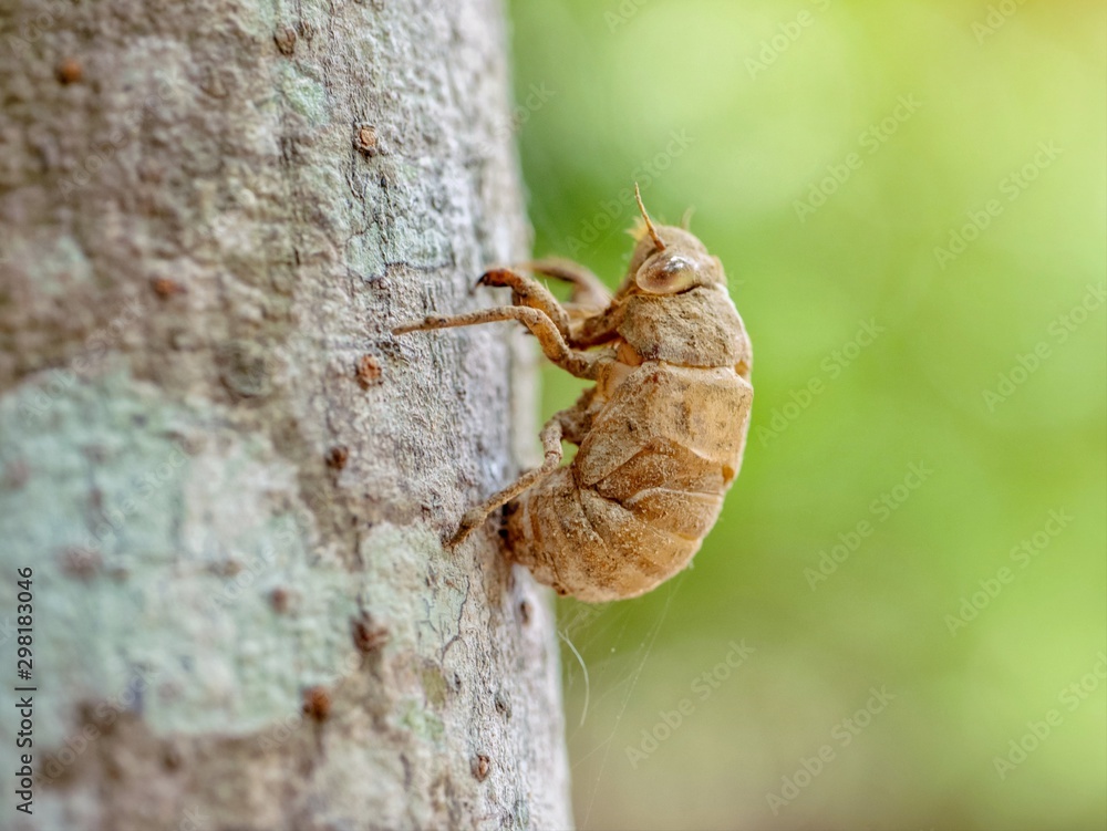 Beautiful nature scene macro cicadas molting.Cicada insect stick on ...