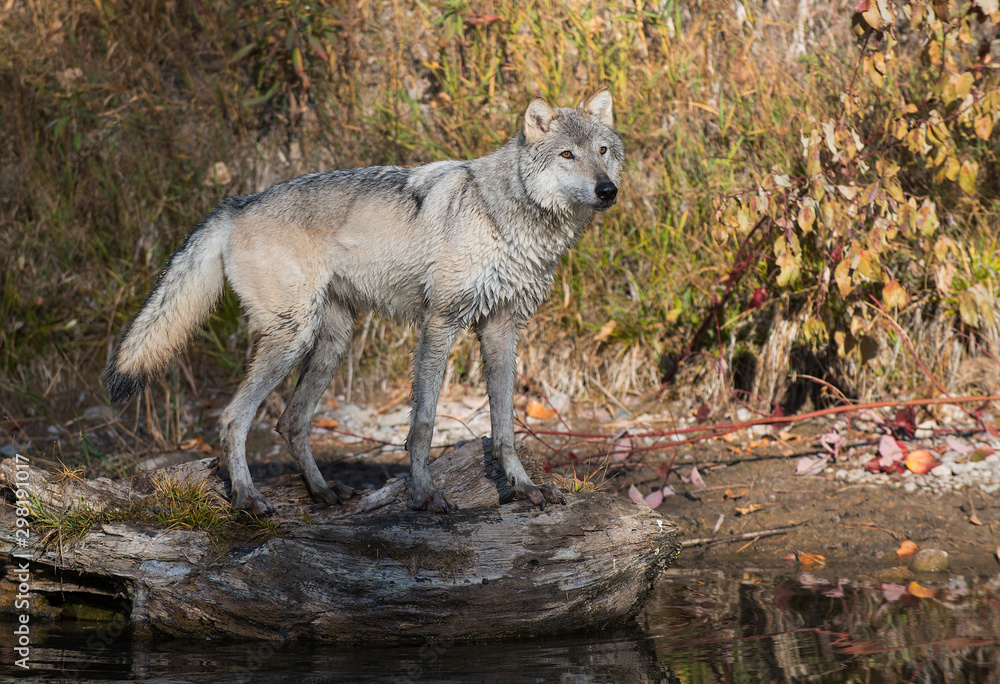 Lone Wolf Stock Photo | Adobe Stock