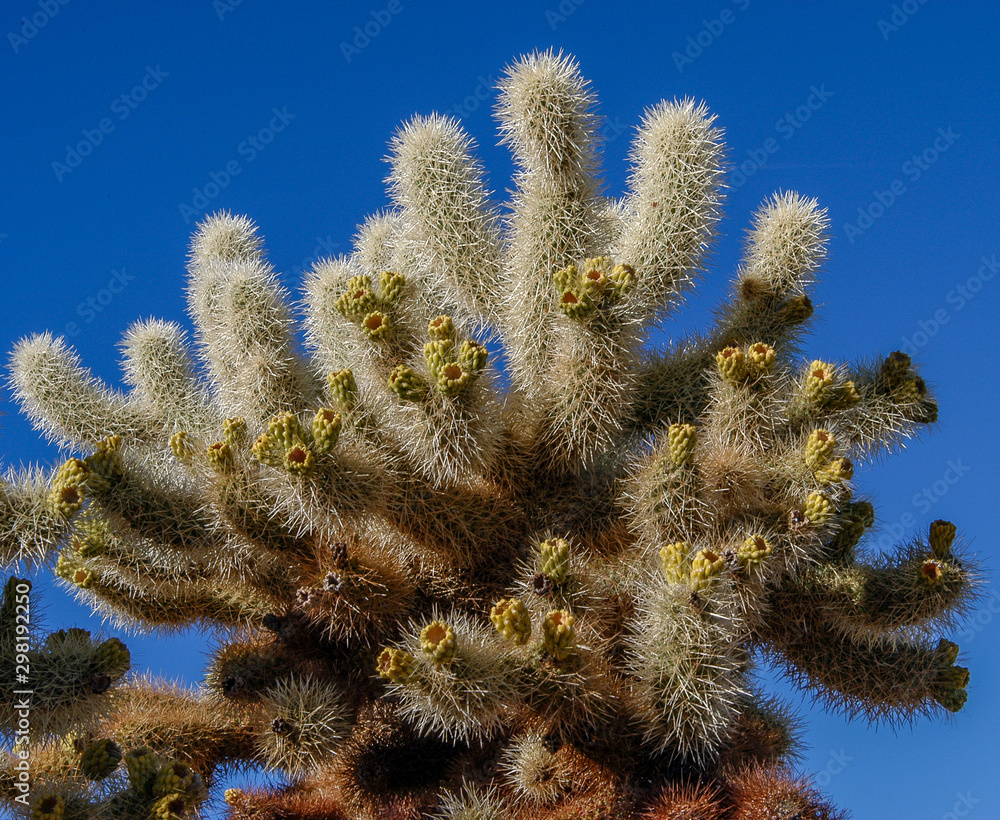 Jumping Cholla Cactus