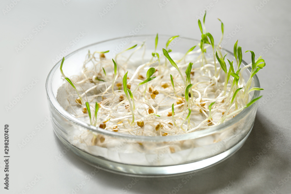 Germination and energy analysis of mustard seeds in Petri dish on light ...