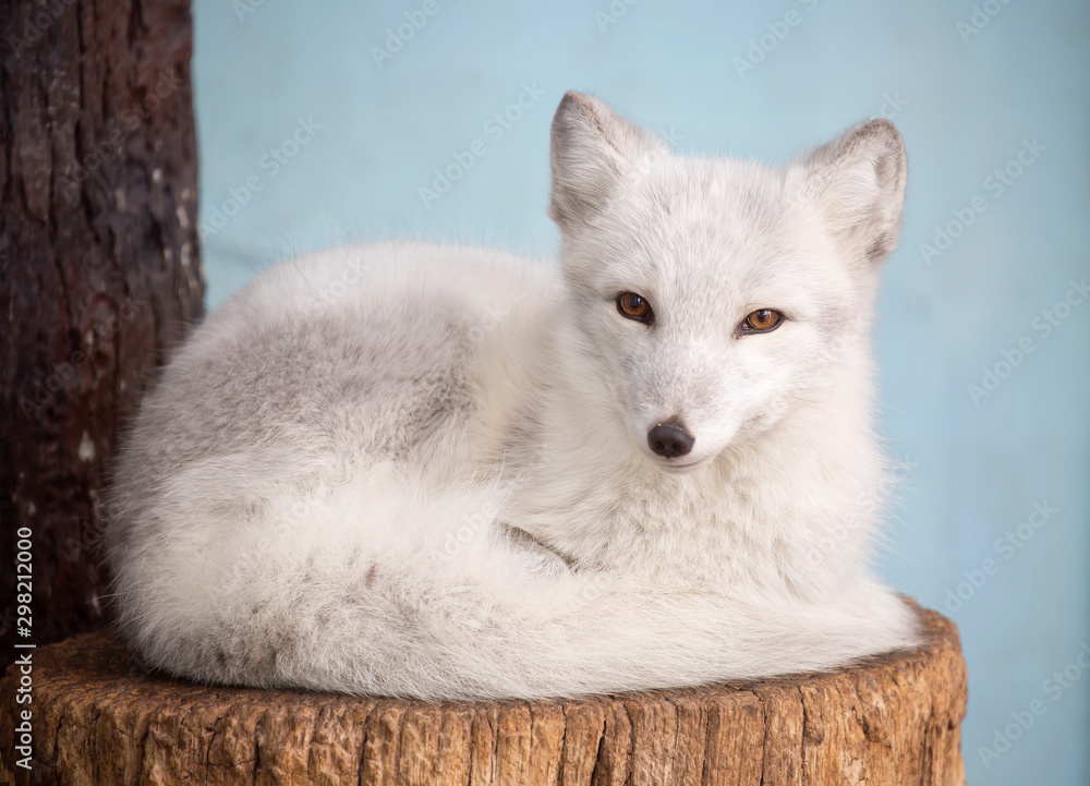 Arctic fox. It is a small predatory animal resembling a Fox. Arctic Fox ...