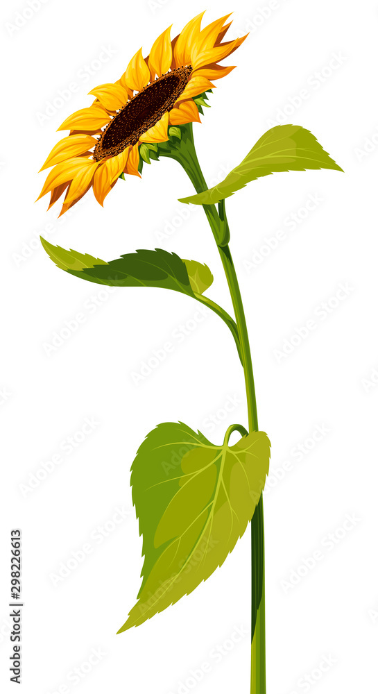 Flower Stem And Leaf