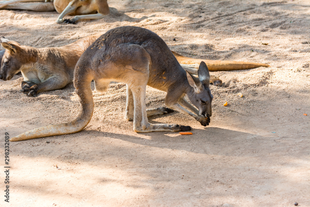 Australian Food Kangaroo