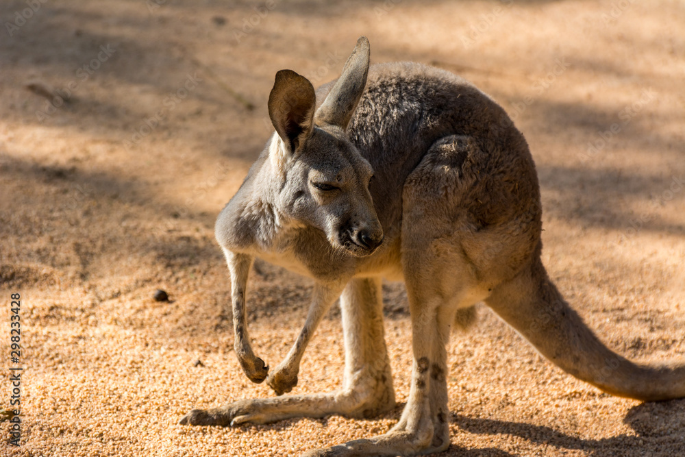 Australian Food Kangaroo