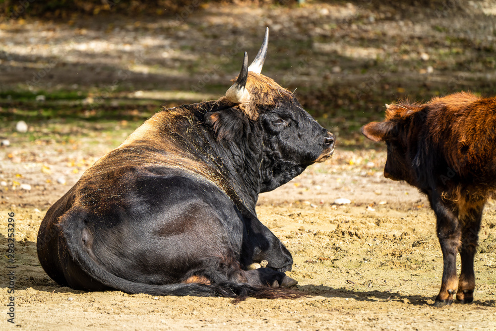 Aurochs