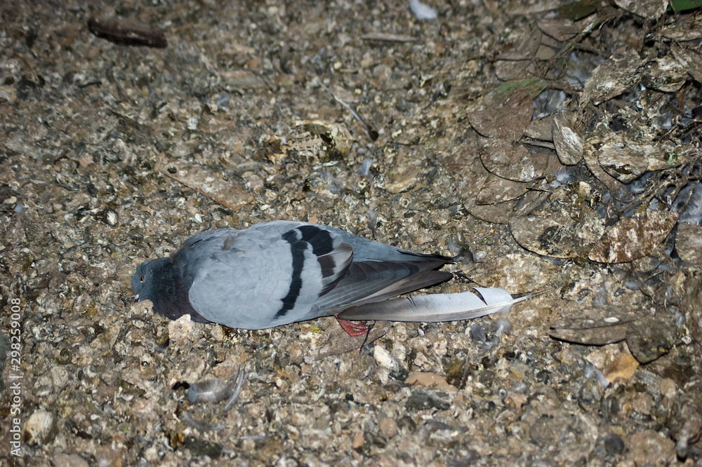 Dead dove in the attic. Bird lying in the garbage and waste. Law of ...