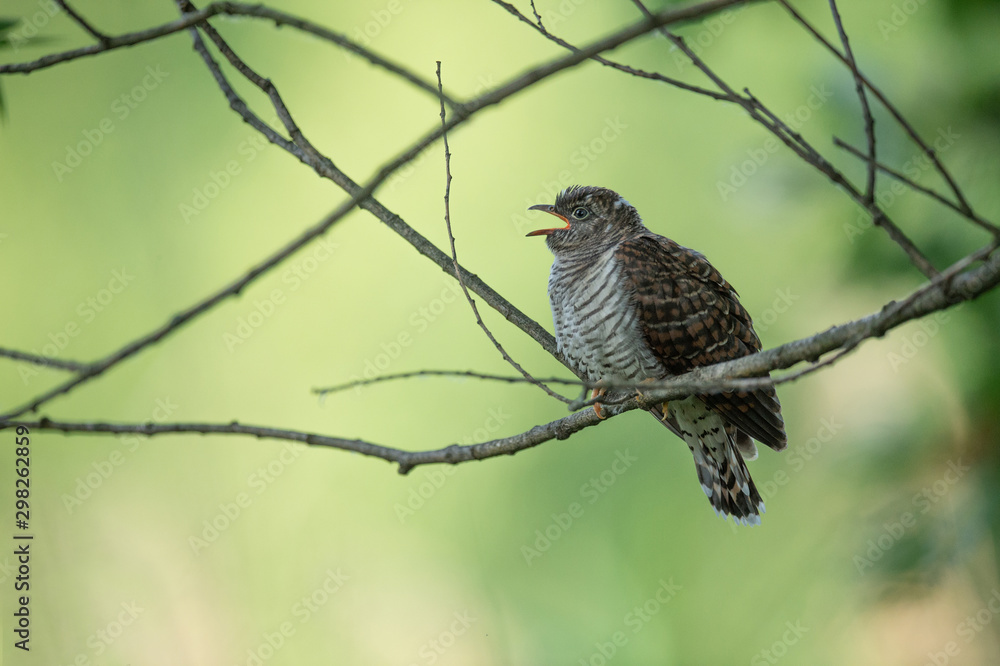 Kuckuck Stock Photo | Adobe Stock