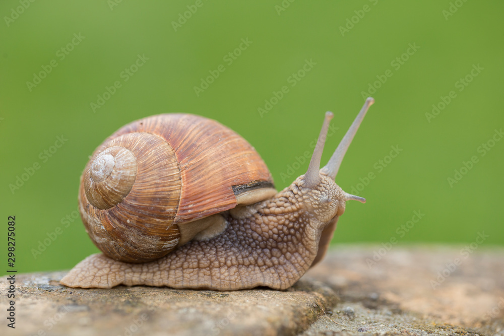 Burgundy snails (Helix pomatia) closeup, with homogeneous blurred green ...