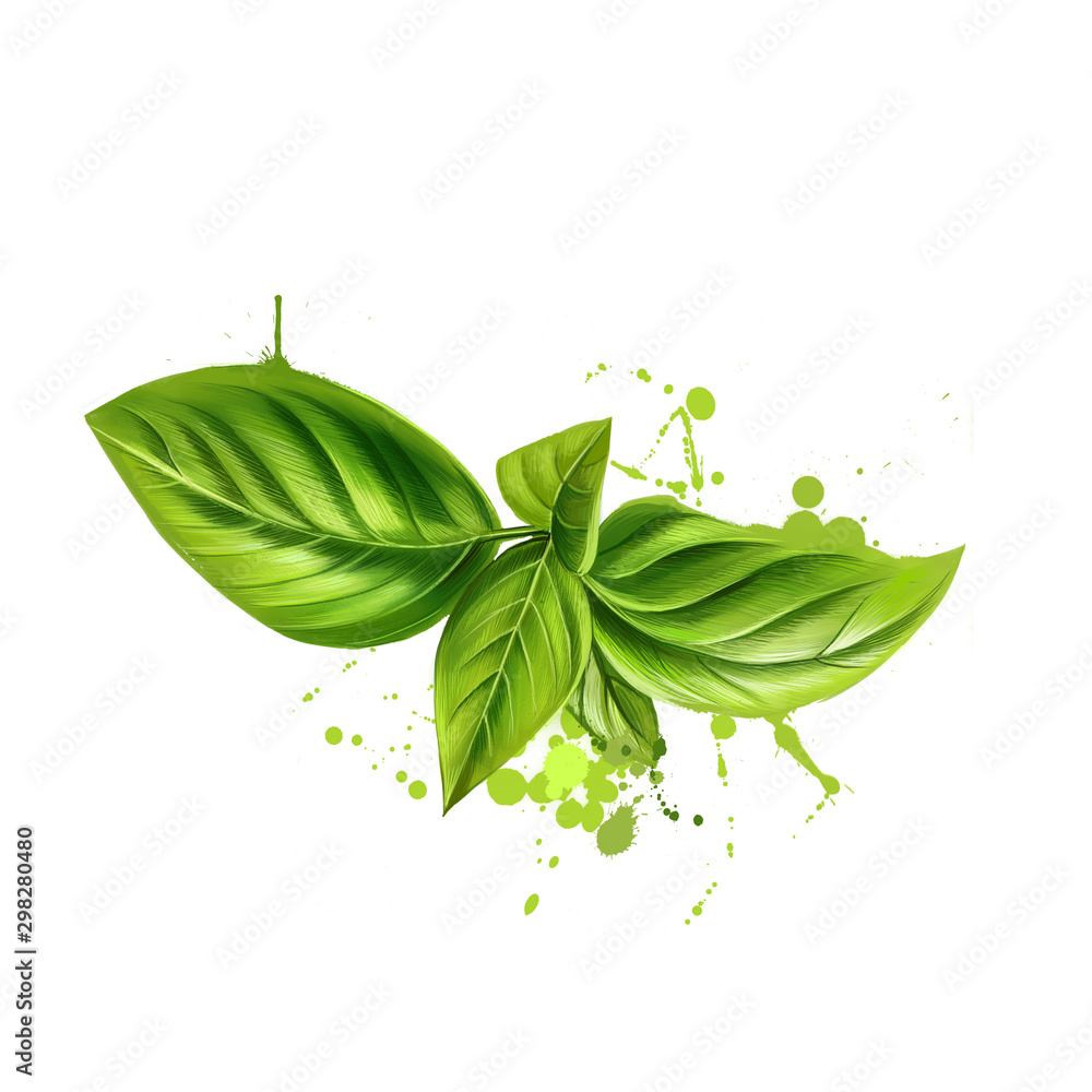 Basil Leaf Clip Art