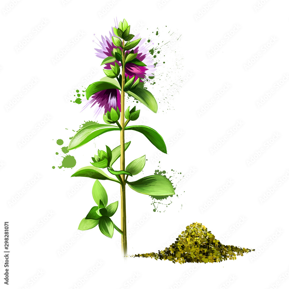 Marjoram plant and seeds isolated on white. Origanum majorana, Majorana ...