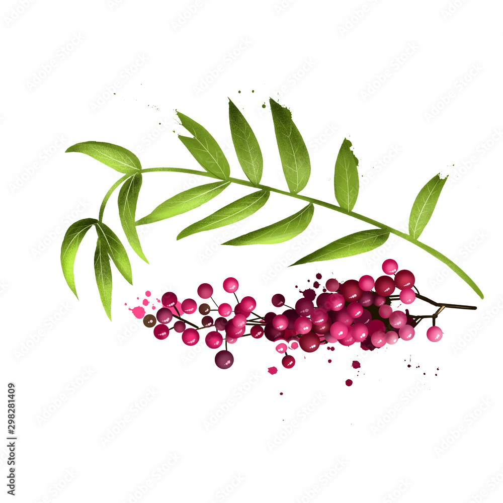 Schinus molle Peruvian pepper, American Peruvian peppertree, escobilla ...