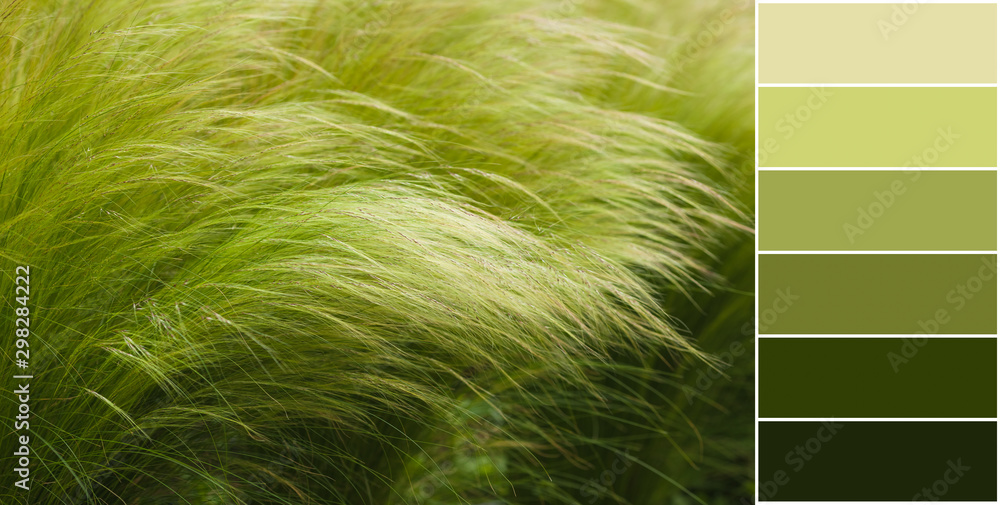 picturesque grass with a long shiny pile of barley maned with the Latin ...