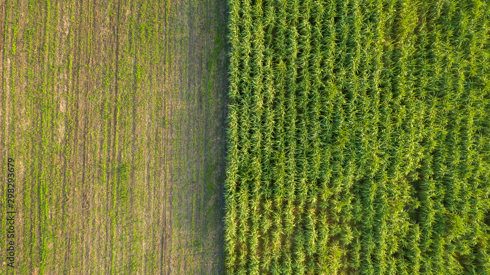 Rows Of Crops Aerial