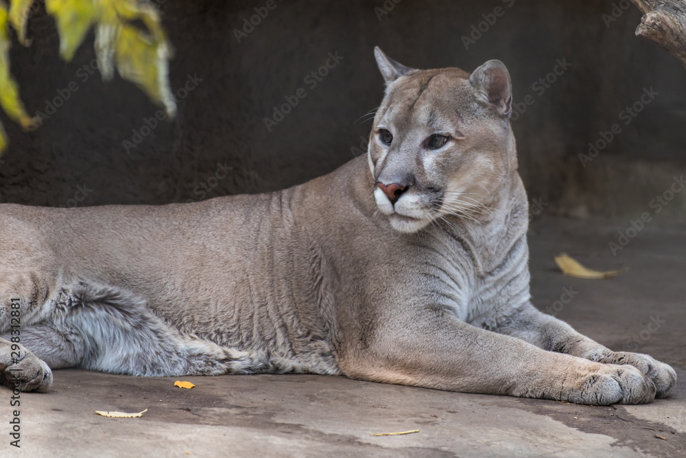 Puma (mountain lion, Cougar) is the fourth largest cat in the world ...