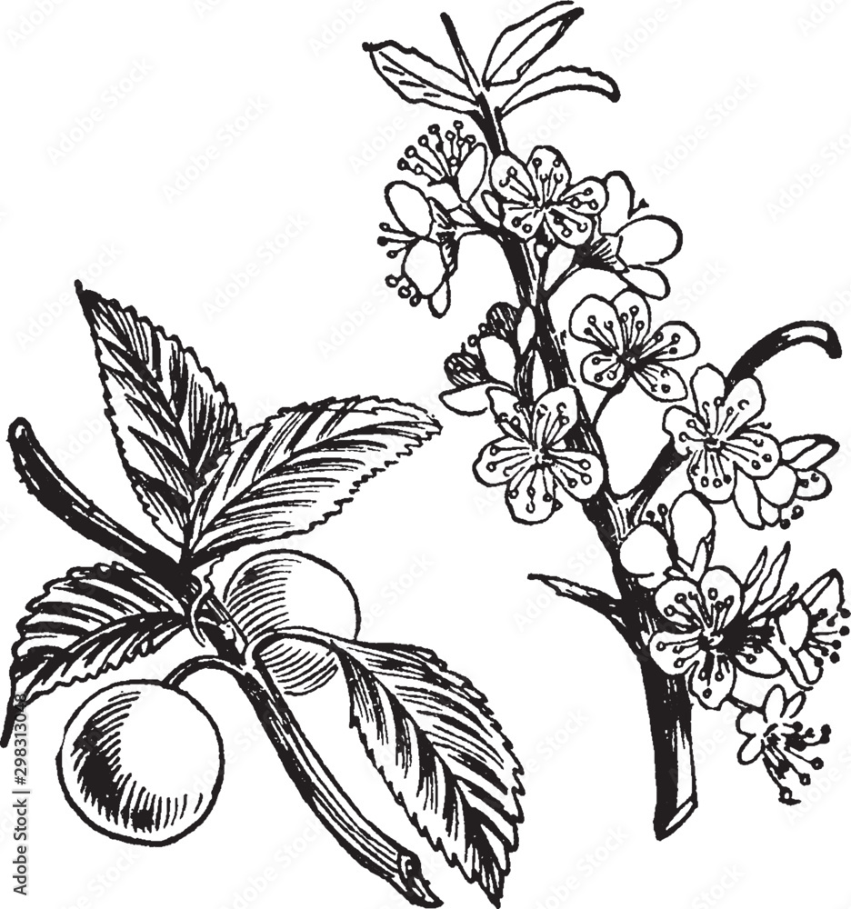 Sloe vintage illustration. Stock Vector | Adobe Stock