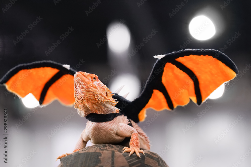 Bearded dragon. Bearded dragon is an exotic dessert animal. This ...