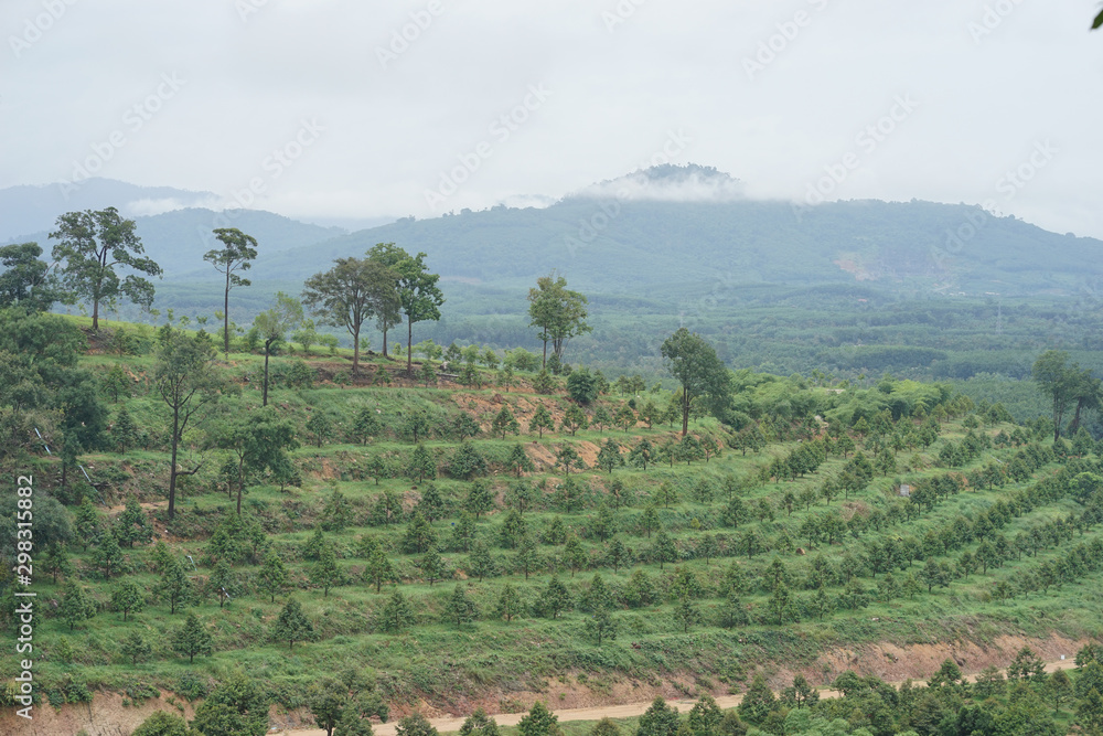 Durian farm. The lanscape view of durian tree planation to prevent the ...