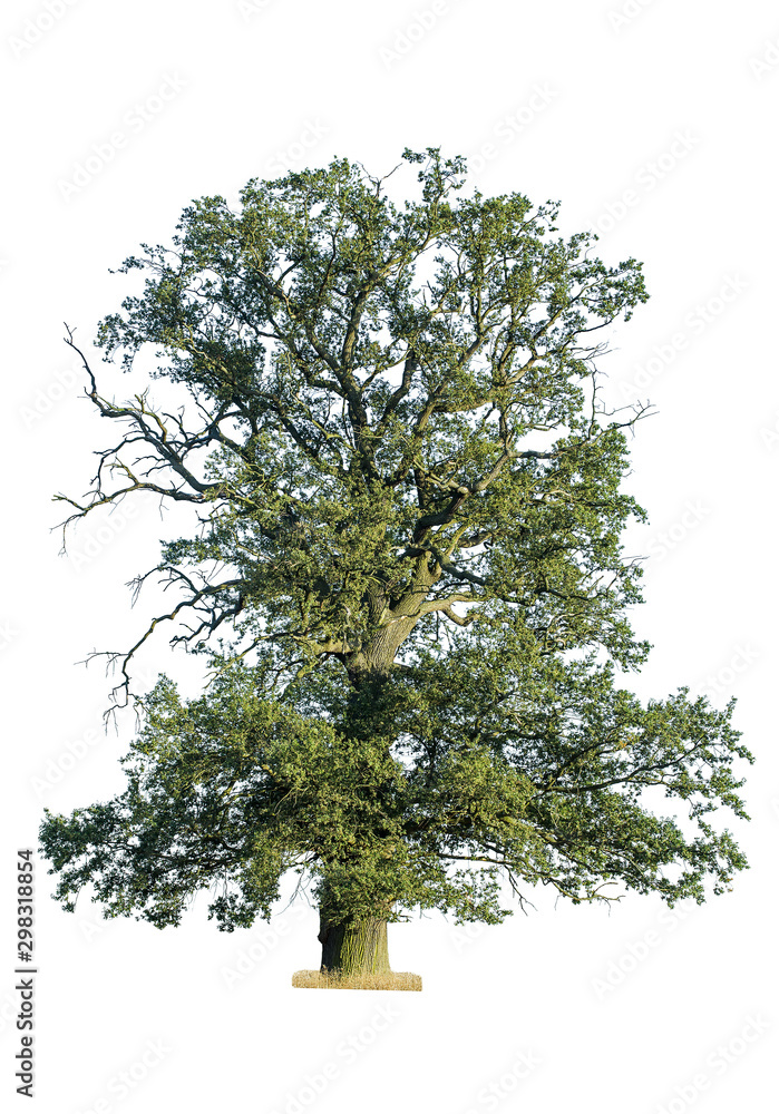 Single oak tree with green leaves isolated on white background. Big oak ...