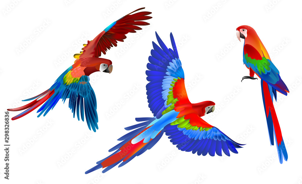 Vecteur Stock Blue, red and yellow macaw parrot in three positions ...