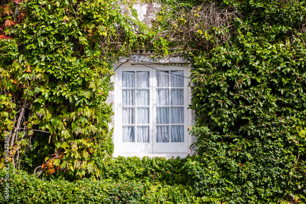 Green wall in a sustainable building, with vertical garden in the ...