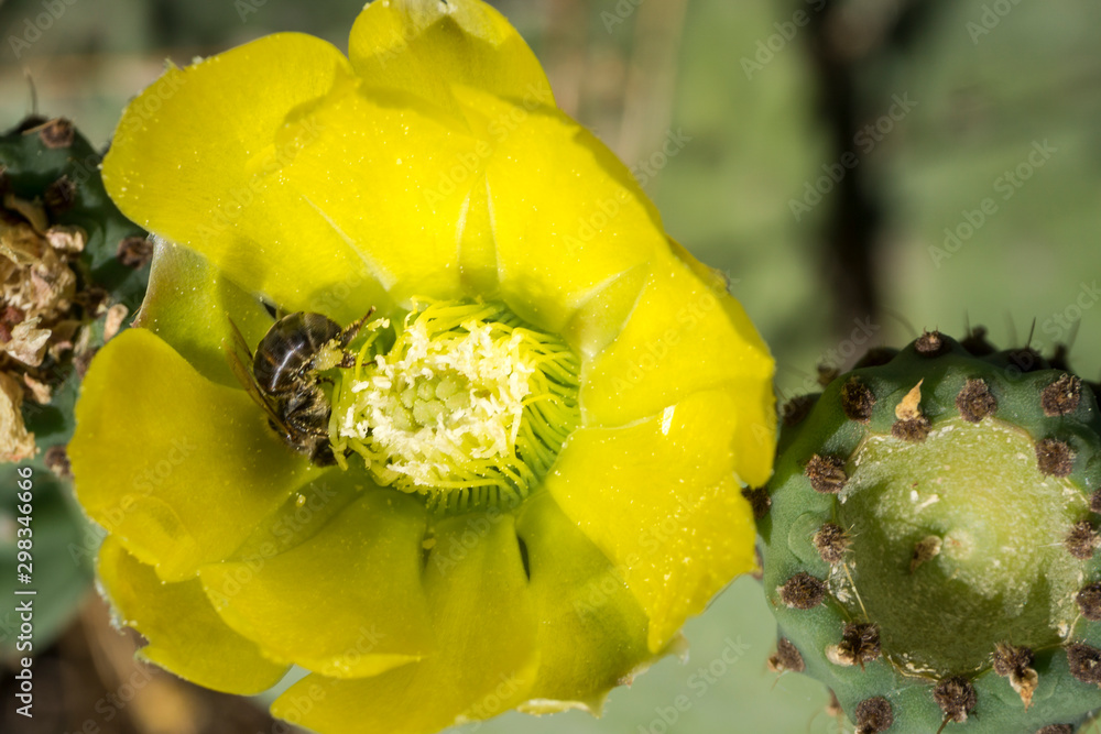 Opuntia ficus-indica, commonly known as, among others, prickly pear ...